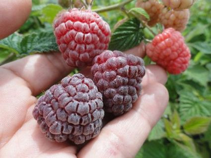 Royalty Purple Raspberry Floricane Late season Zones: 4-8