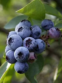 Brightwell Rabbiteye Blueberry