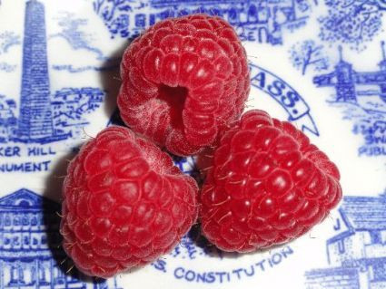 Raspberry Plants: Potted, Tissue-Cultured Varieties - Page 2