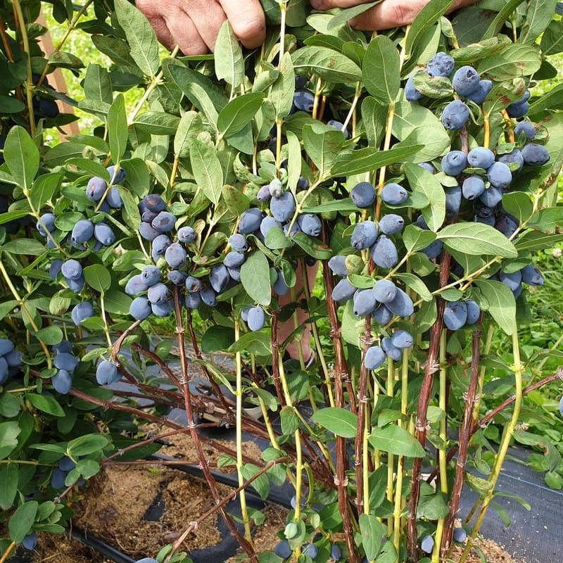 10-Sweet Honeyberry Haskap Hedge Plants - Berries Unlimited USA