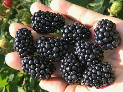 Blackberry Plants For Sale | Wholesale Blackberry Bushes