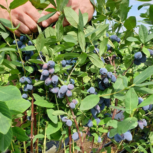 Honeyberries | Haskap Plants For Sale | Buy From Grower