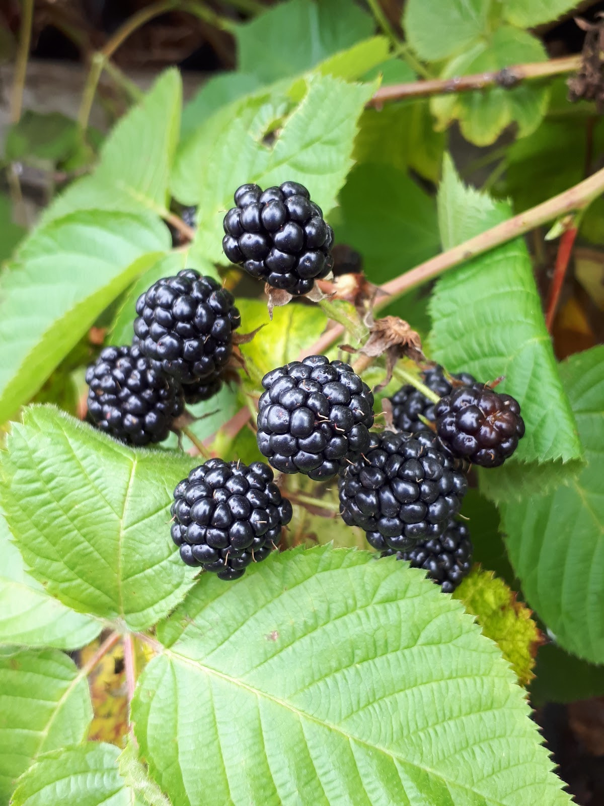 Wholesale Berry Plants | Berry Bushes | Berries Unlimited