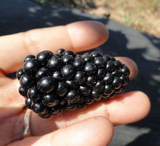 Ponca Blackberry Plants For Sale | Zones 6-9 | Thornless Floricane