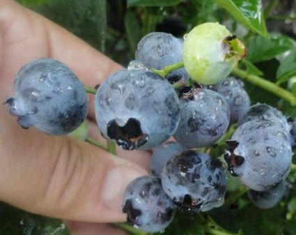 Sweetheart Blueberry Bush - Double Cropping & High Yield