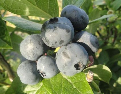 Northern Highbush Blueberry Plants - Cold Hardy & High Yield | Berries ...