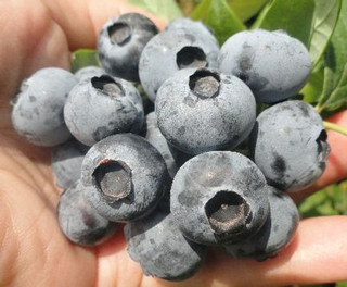 Northern Highbush Blueberry Plants - Cold Hardy & High Yield | Berries ...