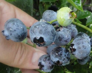 Sweetheart Blueberry Bush - Double Cropping & High Yield