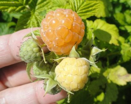 Raspberry Plants | Berries Unlimited - Page 2
