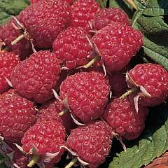 Raspberry Plants | Berries Unlimited
