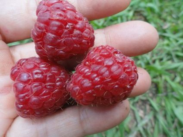 Raspberry Plants: Potted, Tissue-Cultured Varieties - Page 2