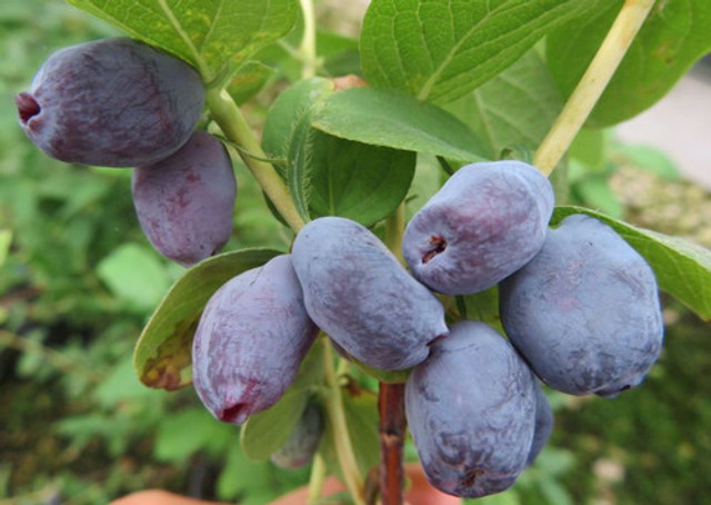 Honeyberries | Haskap Plants For Sale | Buy From Grower