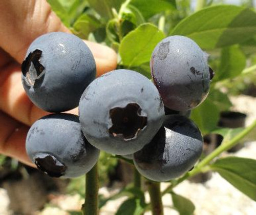 Sweetheart Blueberry Bush - Double Cropping & High Yield