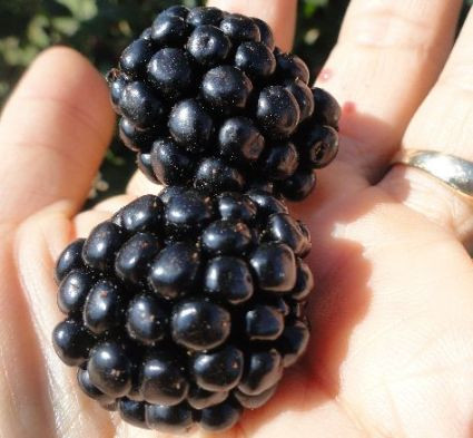 Chester Thornless Blackberry Plant | 12cm Pot | Zones 4-7