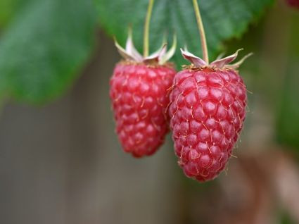 Nantahala Raspberry Red Primocane Late season Zones 6-10