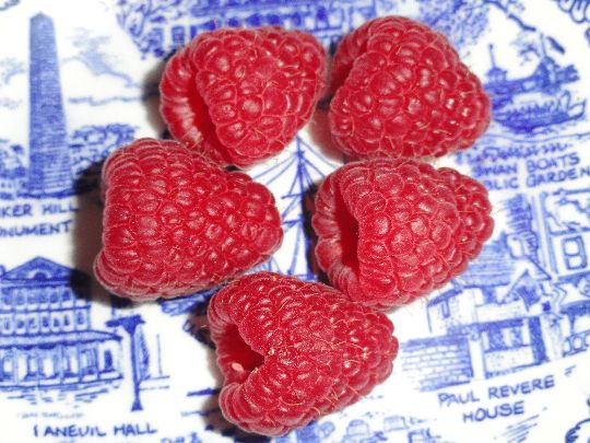 Nantahala Raspberry Red Primocane Late season Zones 6-10