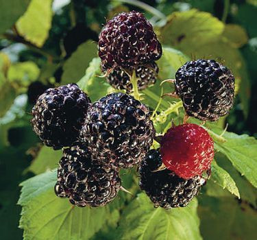 Nantahala Raspberry Red Primocane Late season Zones 6-10