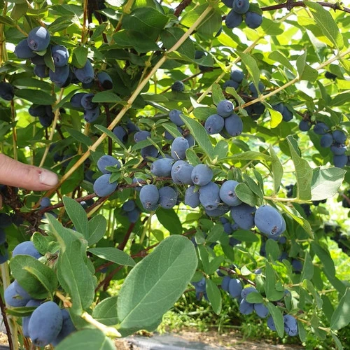 Honeyberry & Haskap Bushes for Sale - Cold Hardy Superfruit | Berries ...