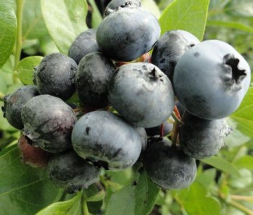 Northern Highbush Blueberry Plants - Cold Hardy & High Yield | Berries ...