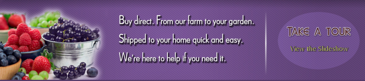 Wholesale Berry Plants | Berry Bushes | Berries Unlimited