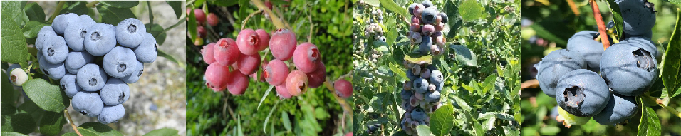 Wholesale Berry Plants | Berry Bushes | Berries Unlimited