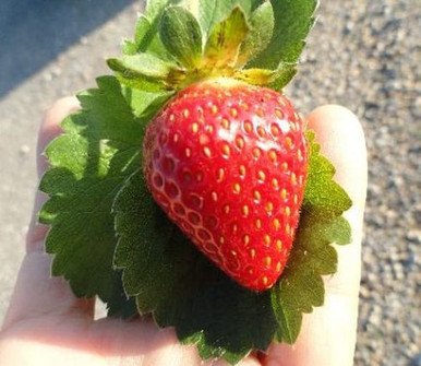 Jewel Strawberry - Berries Unlimited USA