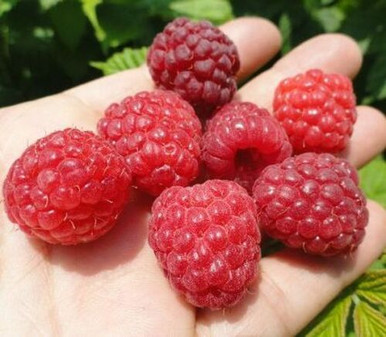 Boyne Raspberry - Berries Unlimited USA