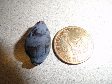 Blue Treasure Honeyberry Haskap