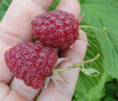 Polka Red (Primocane) - Berries Unlimited USA