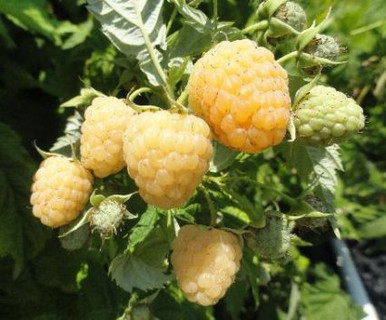 Anne Yellow Raspberry - Berries Unlimited USA