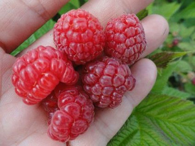 Nova Red Raspberry - Berries Unlimited USA
