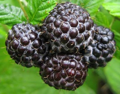 Mac Black Raspberry - Berries Unlimited USA