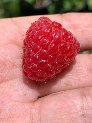 Joan J Raspberry Plants | Zones 4-8 | Early Season