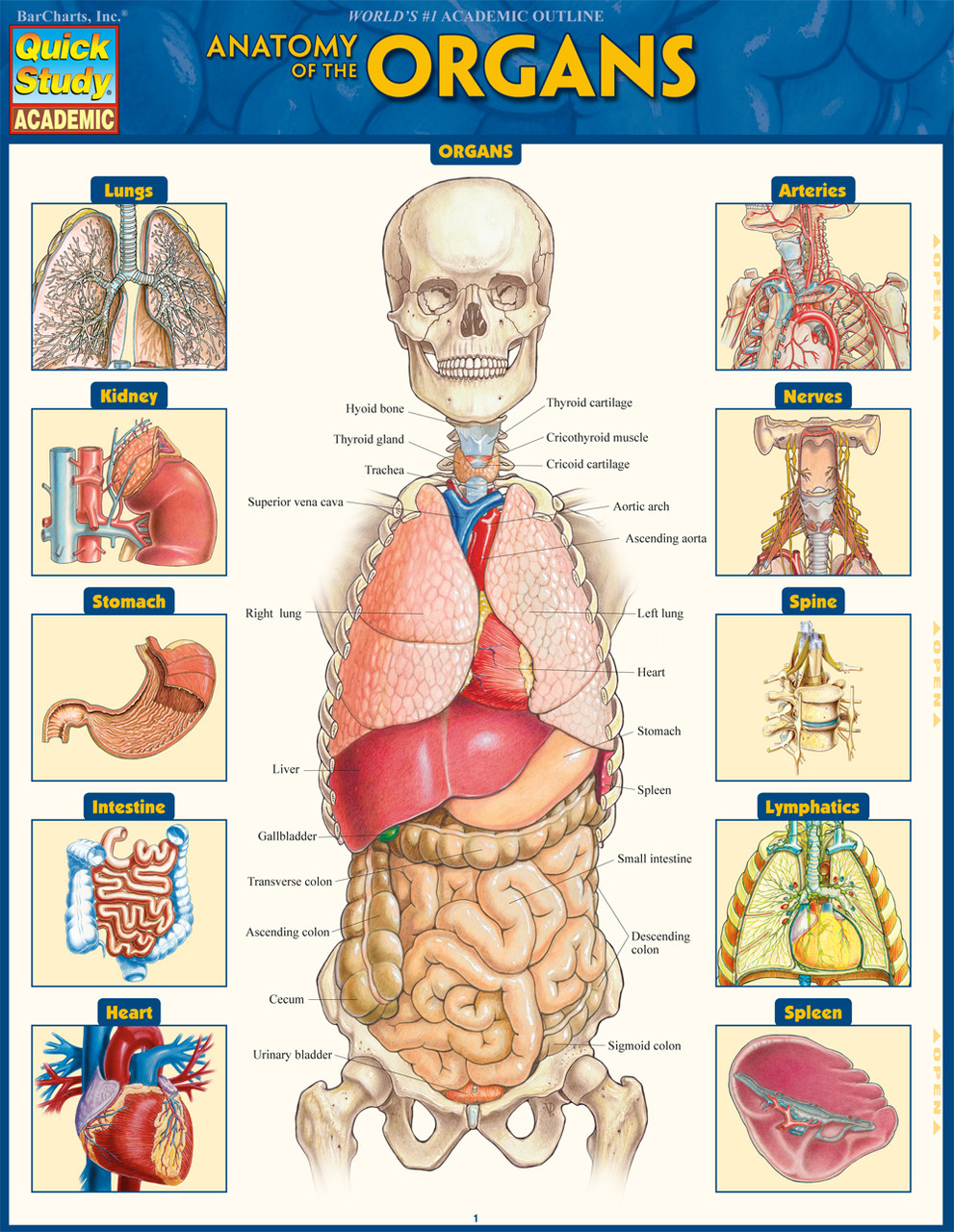 QuickStudy Anatomy Of The Organs Laminated Study Guide 9781423234630 QuickStudy Anatomy Of The Organs Laminated Study Guide 9781423234630