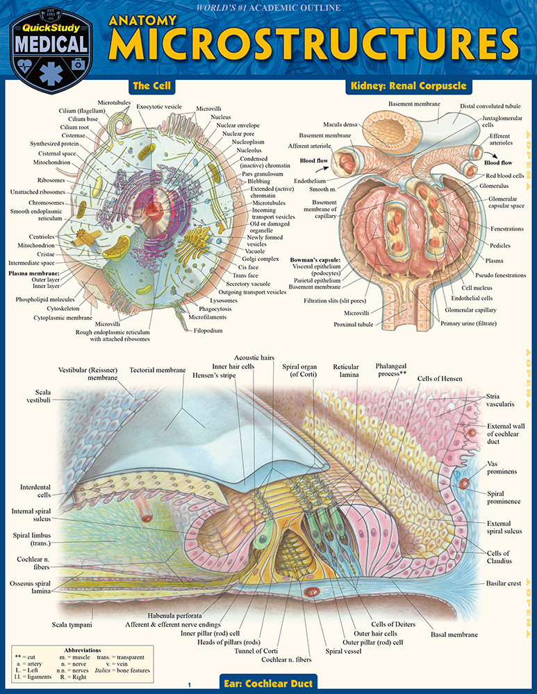 Anatomy: Microstructures