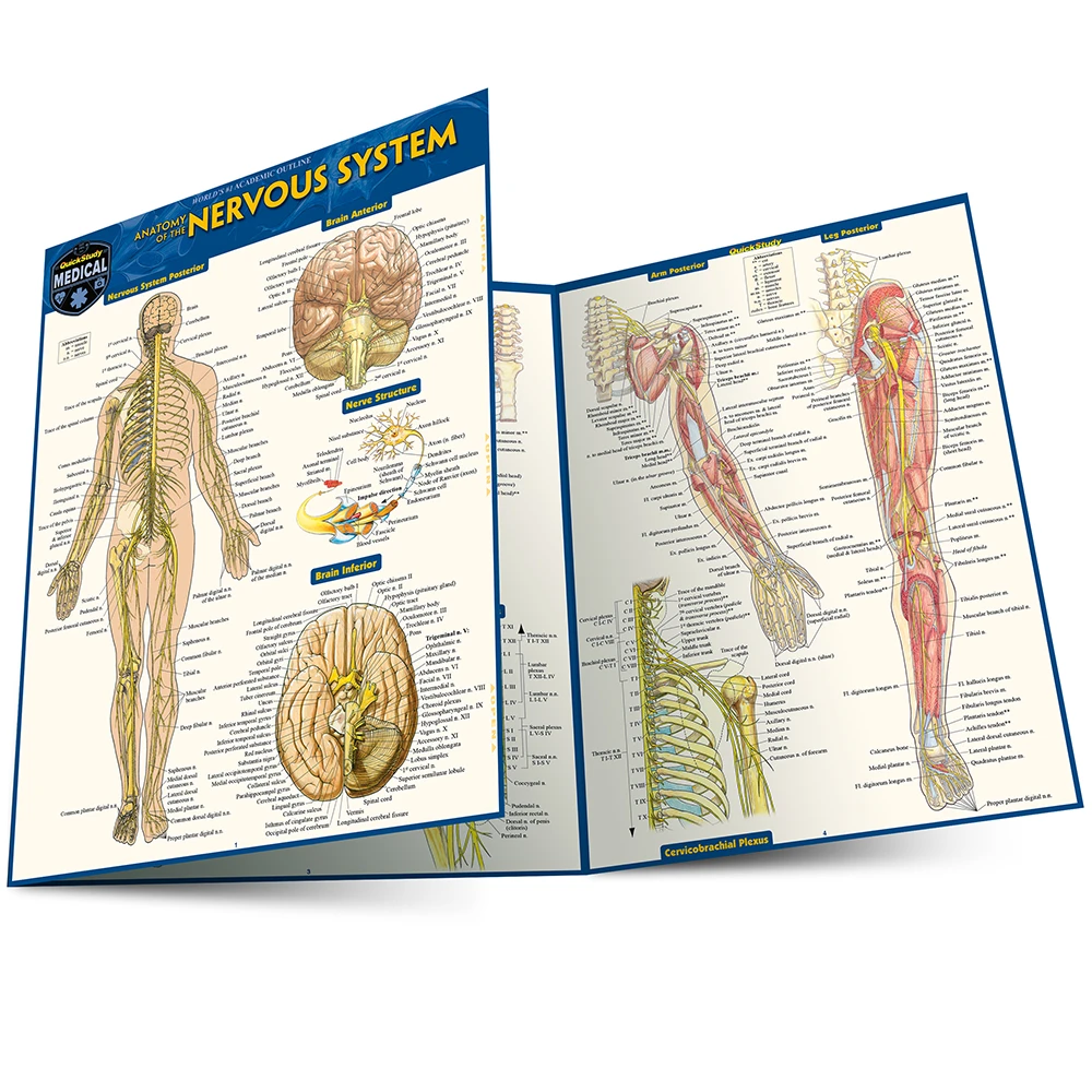 Anatomy of the Nervous System
