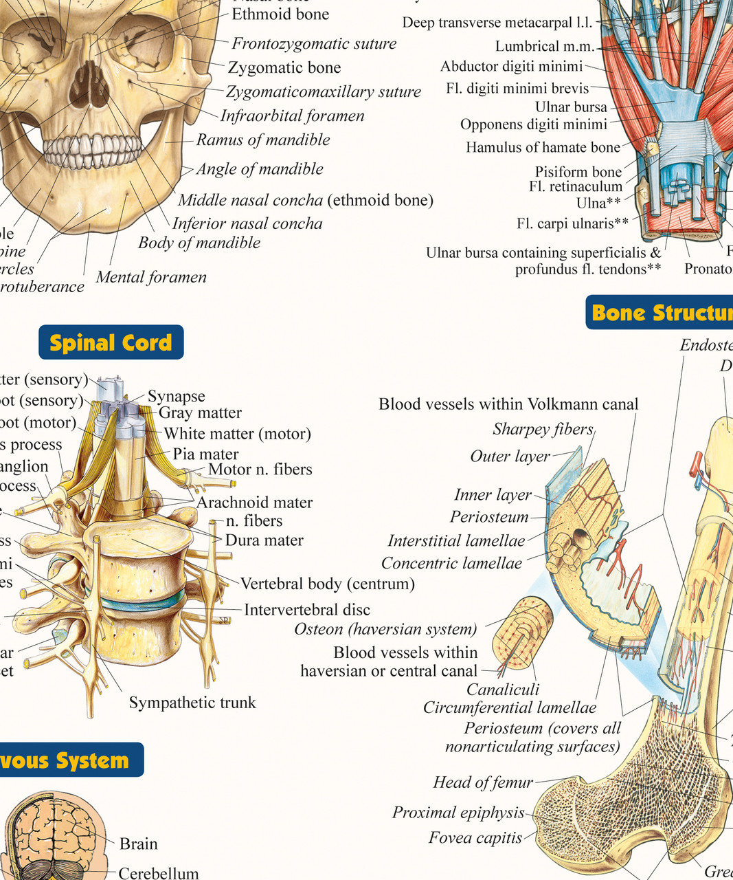 Anatomy Poster Laminated (24 x 36)