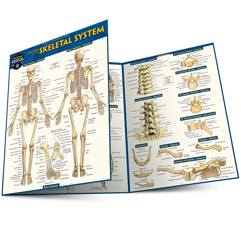 Anatomy Of Skeletal System Anatomy Mark123: Skeletal System