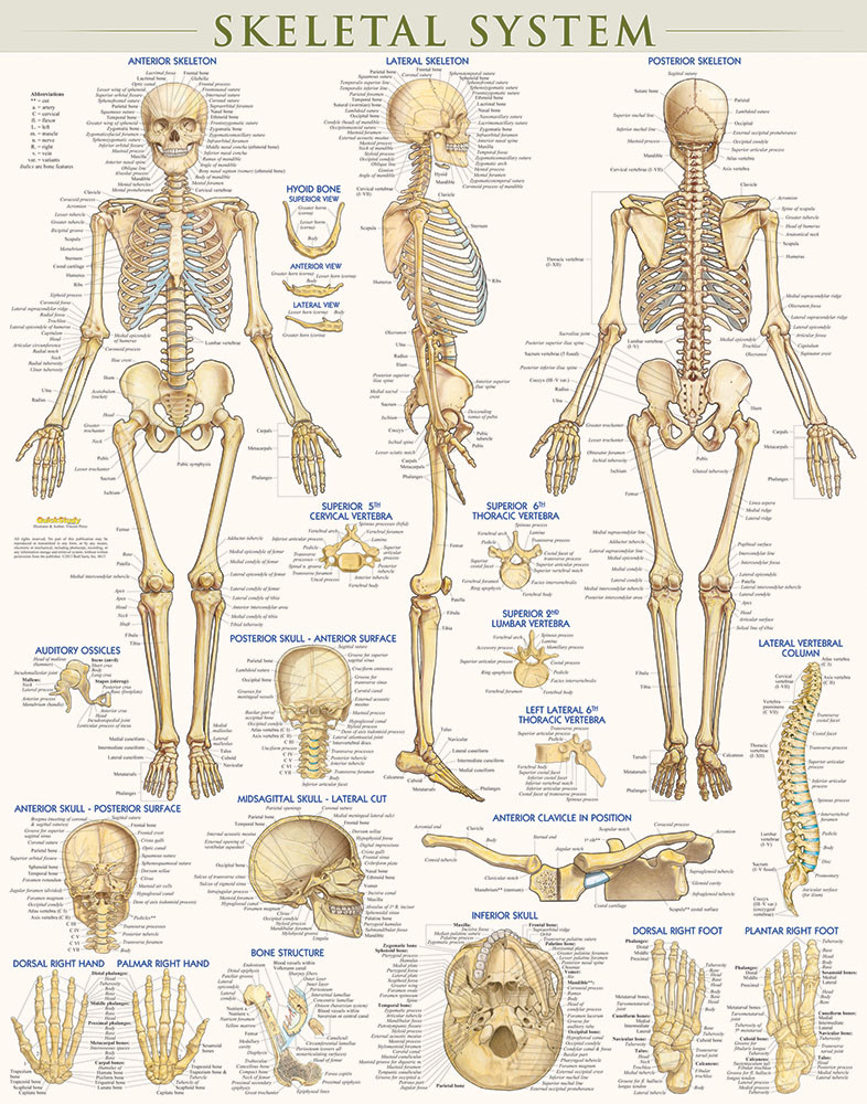 QuickStudy Skeletal System Laminated Poster 9781423220671 QuickStudy Skeletal System Laminated Poster 9781423220671