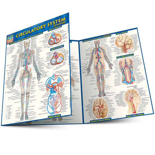 QuickStudy Circulatory System Advanced Laminated Study Guide ...
