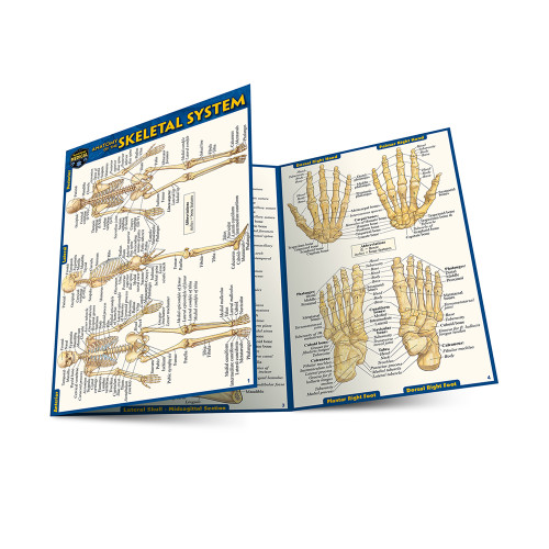 QuickStudy Anatomy of The Skeletal System Laminated Pocket Guide ...