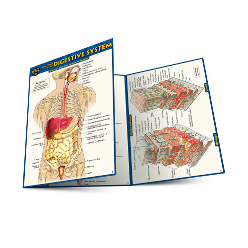 QuickStudy Anatomy of The Digestive System Laminated Pocket Guide ...