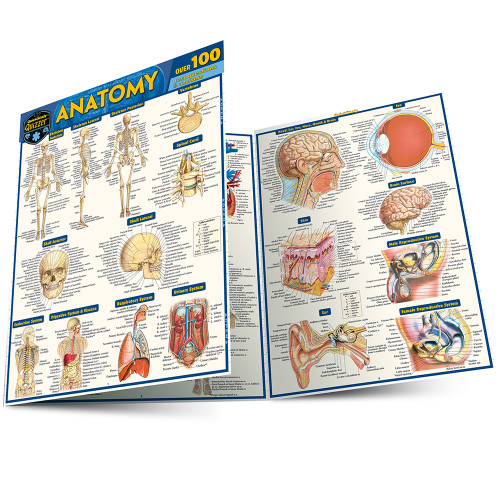 QuickStudy | Anatomy Quizzer Laminated Study Guide (9781423244127)