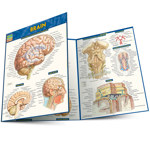 QuickStudy | Brain Laminated Study Guide (9781423233213)
