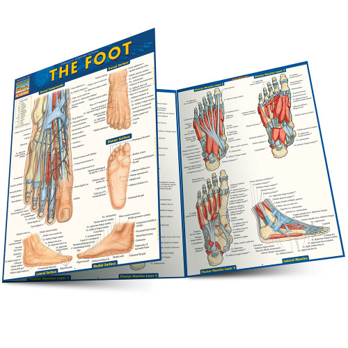 QuickStudy | The Foot Laminated Study Guide (9781423224204)