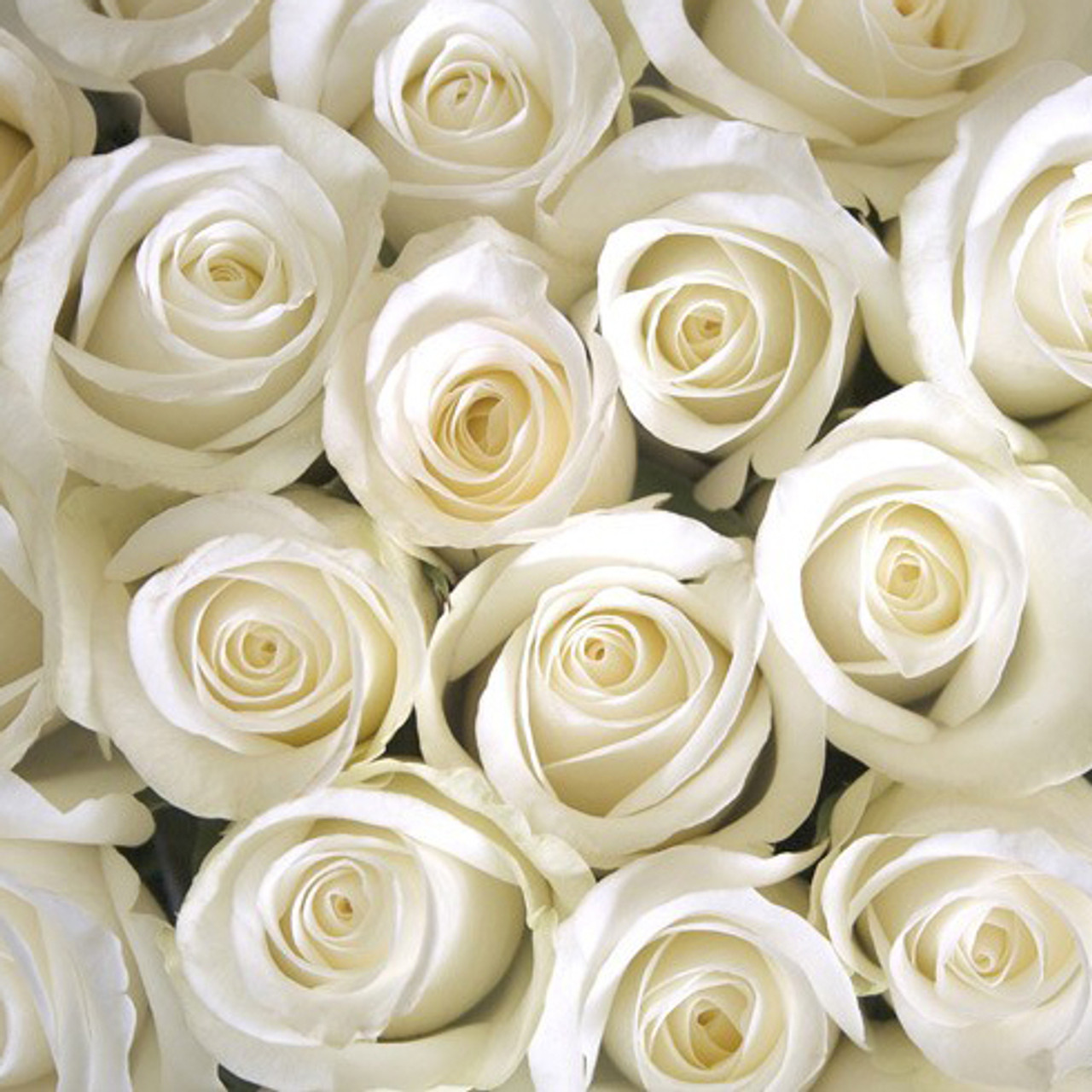 Ivory roses store