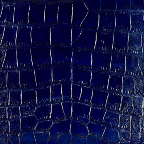 Navy Blue Alligator