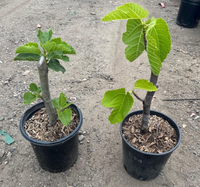 LSU Purple Fig Tree | Exotic Plant Nursery