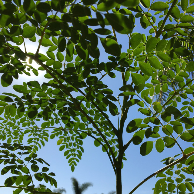 Moringa tree (Moringa oleifera) | Exotic Plant Nursery