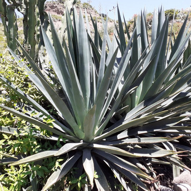 Agave tequilana (Blue Weber Agave) Plant | Exotic Plant Nursery